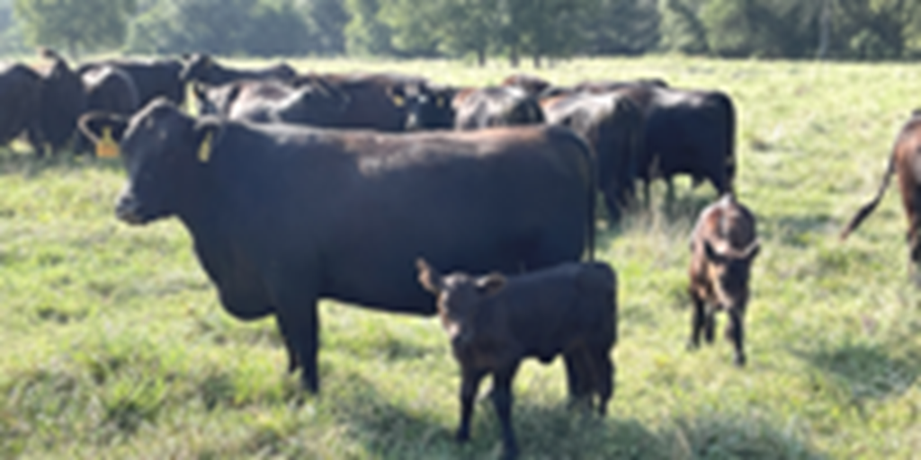 25 And Up Cattle Range