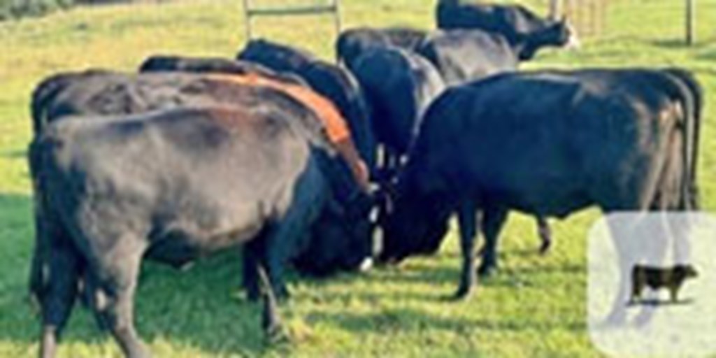 Listings Cattle Range