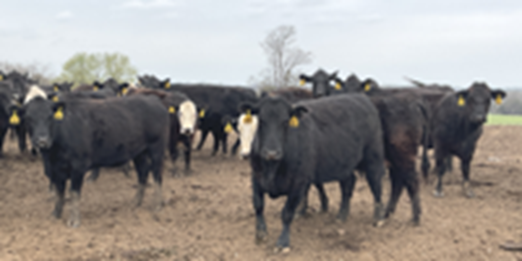 Listings Cattle Range