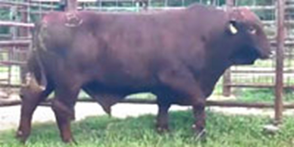 Listings Cattle Range