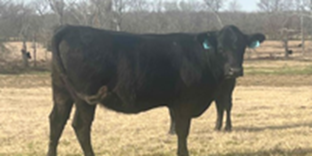 24 And Under Cattle Range