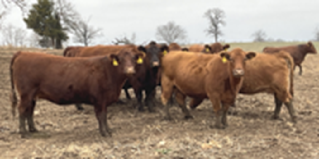 Listings Cattle Range