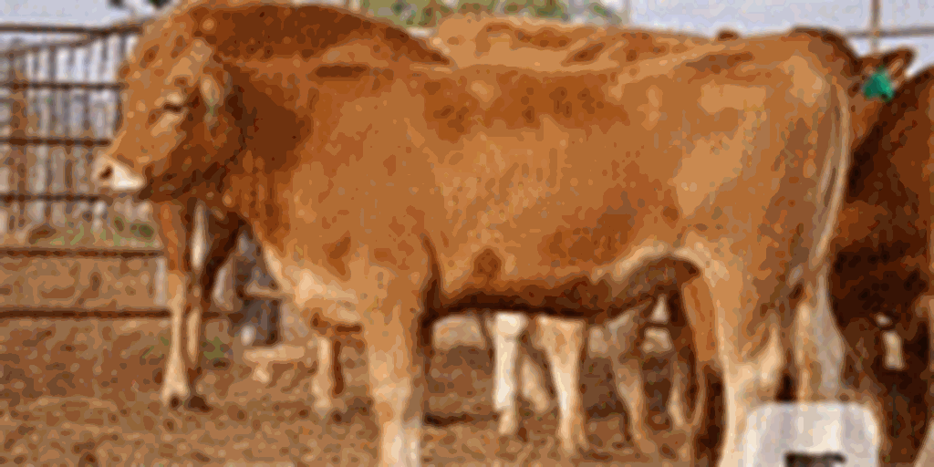 Listings Cattle Range