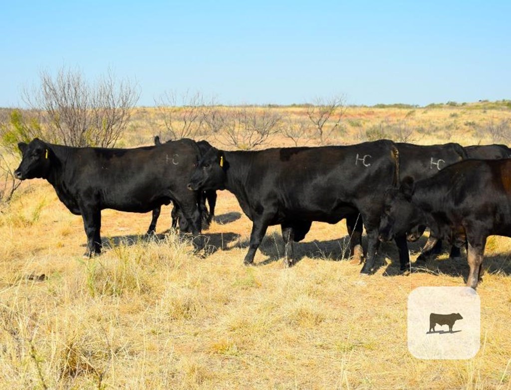 Pasture & Range Conditions as of 10/20/24 Cattle Range