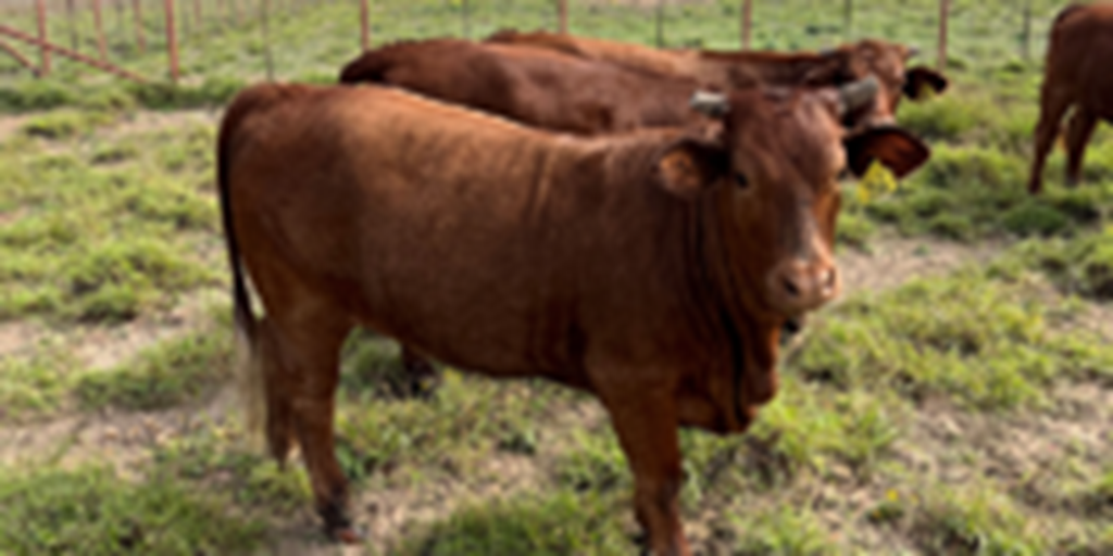 Listings Cattle Range