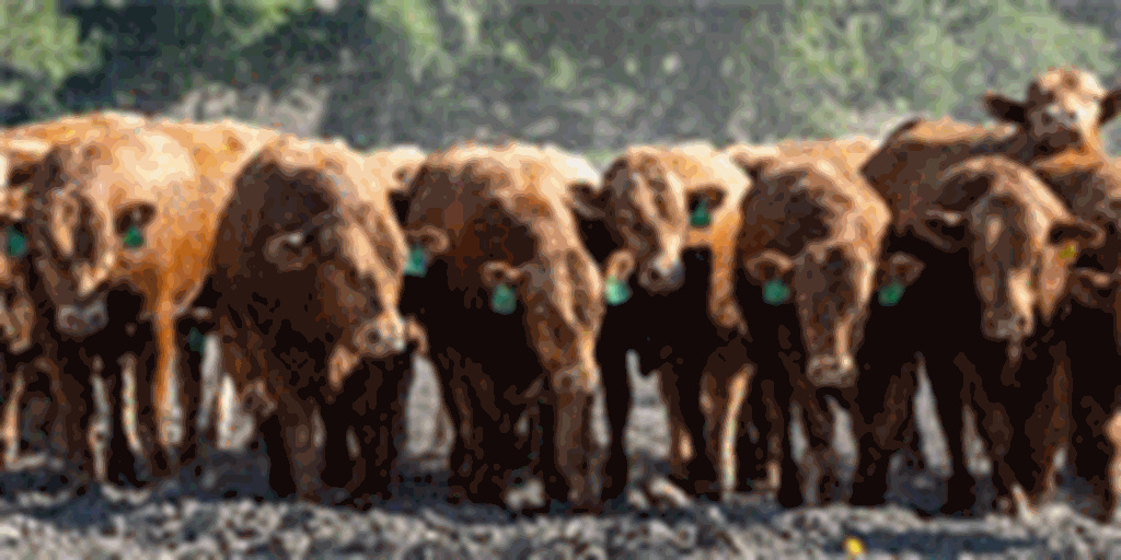 25 And Up Cattle Range