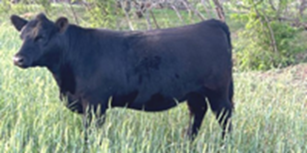 Chiangus Cattle
