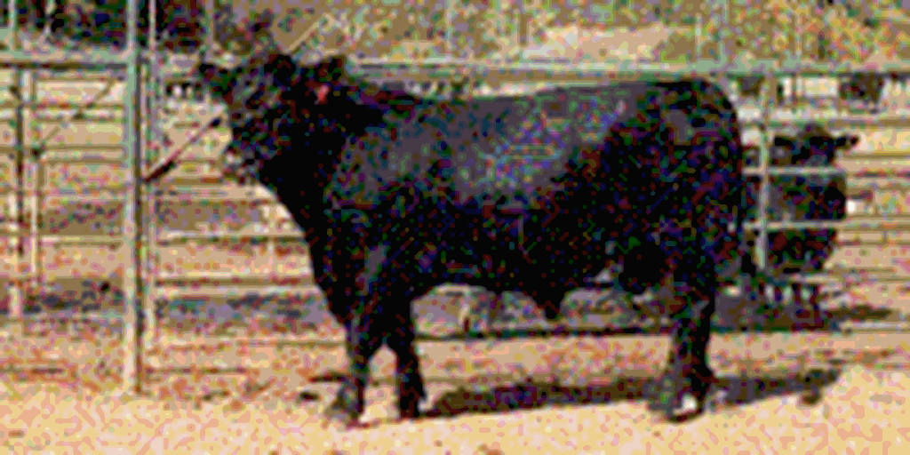 Listings Cattle Range
