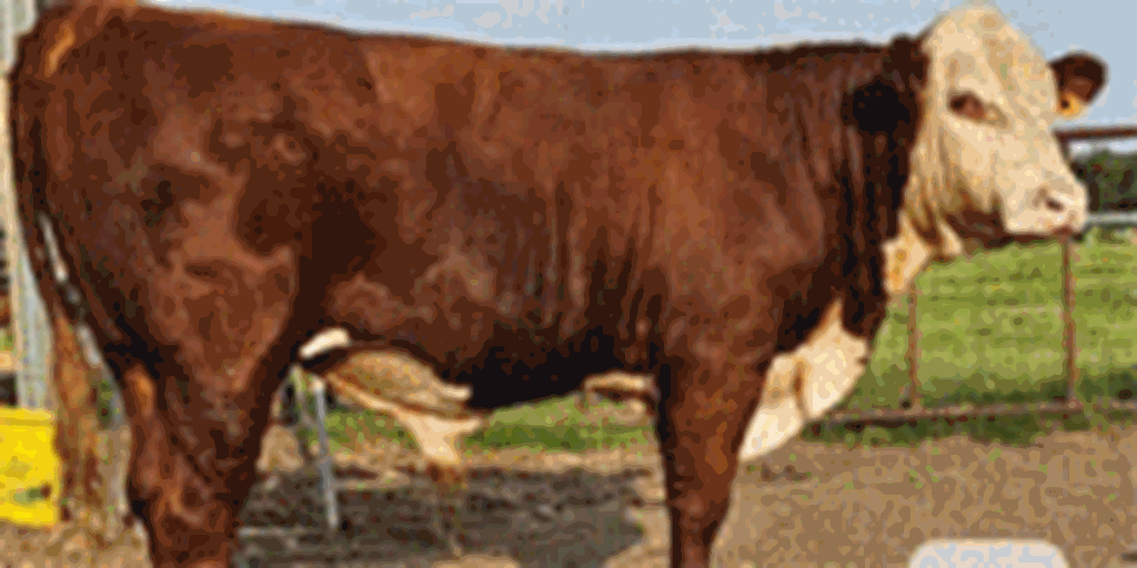 Listings Cattle Range