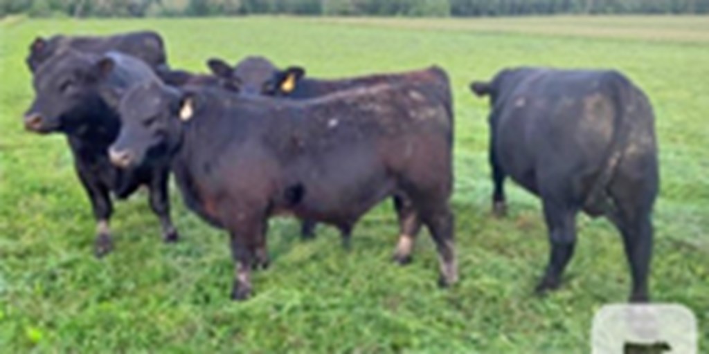 Listings Cattle Range