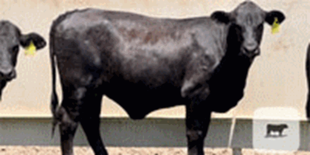 25 And Up Cattle Range