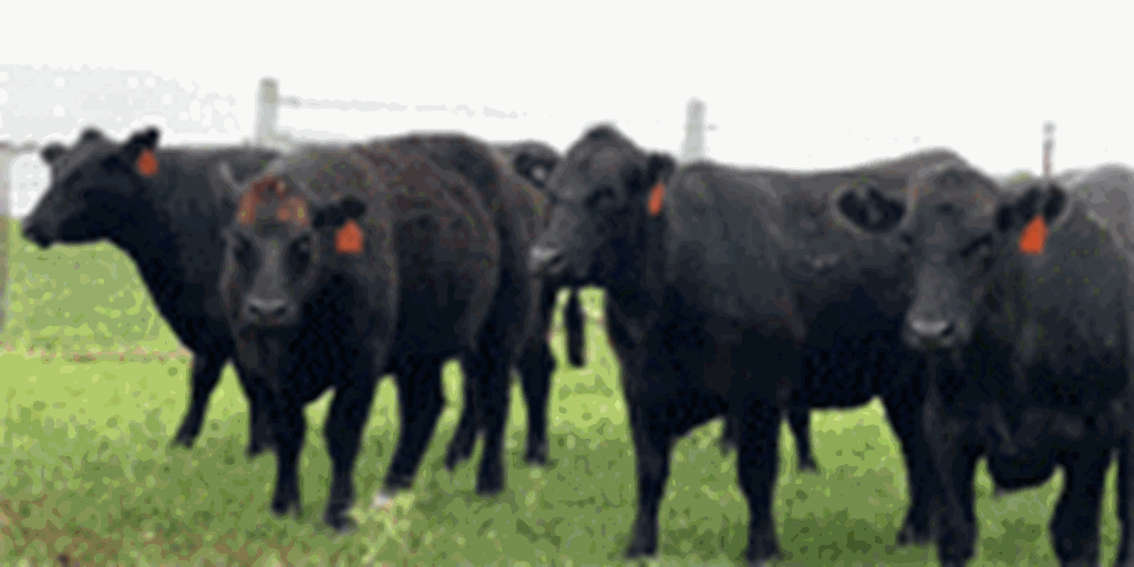 25 And Up Cattle Range