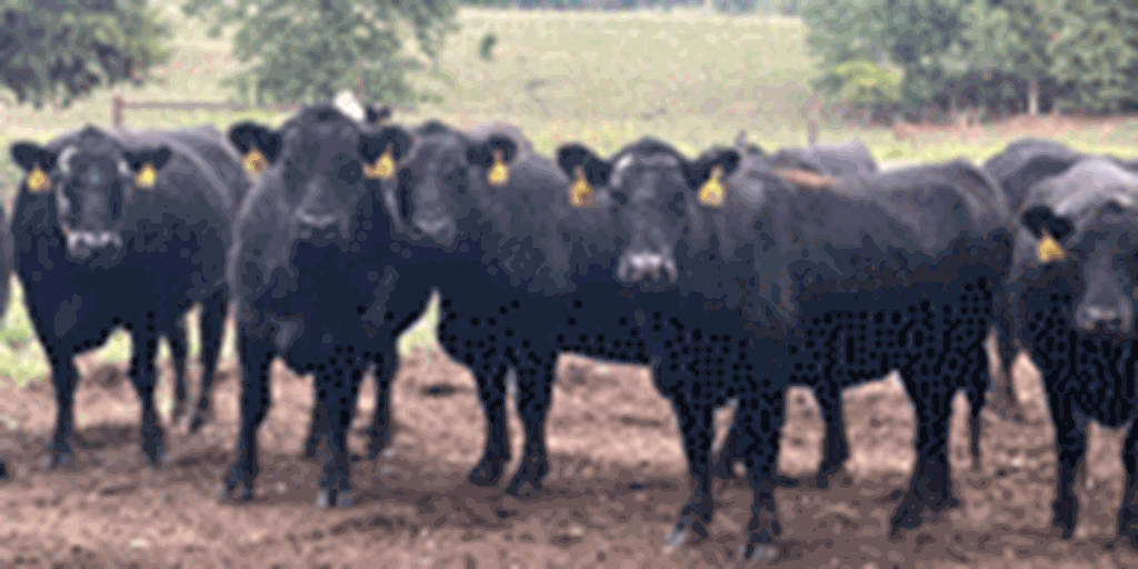 25 And Up Cattle Range