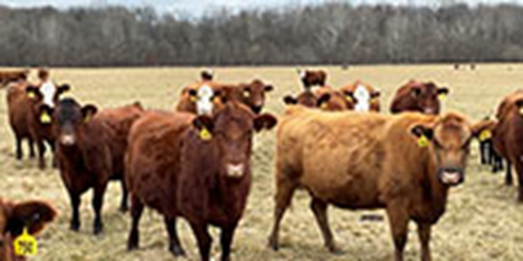 Listings Cattle Range
