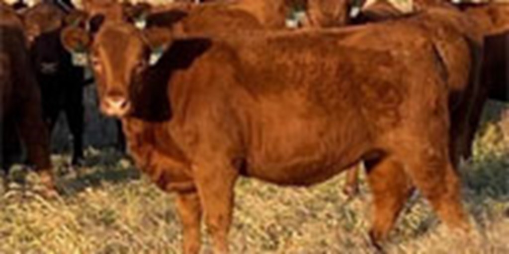 Listings Cattle Range