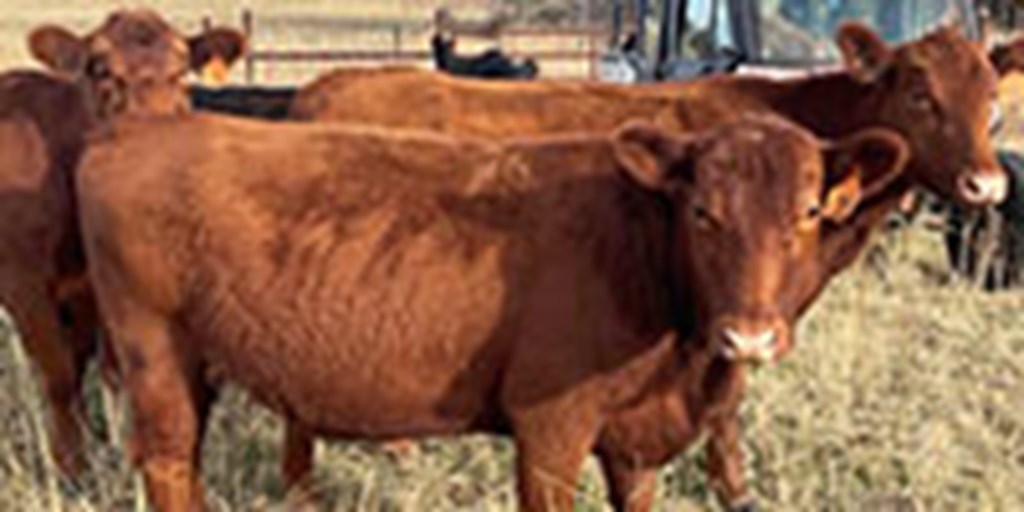 Listings Cattle Range