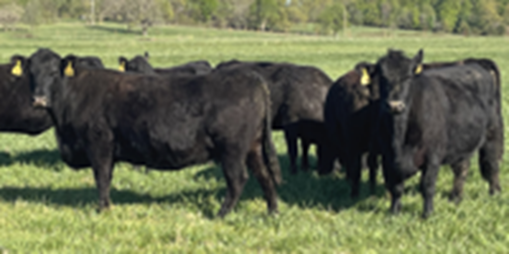 Listings Cattle Range