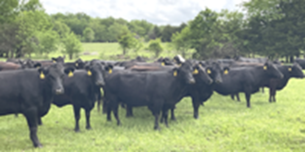 25 And Up Cattle Range