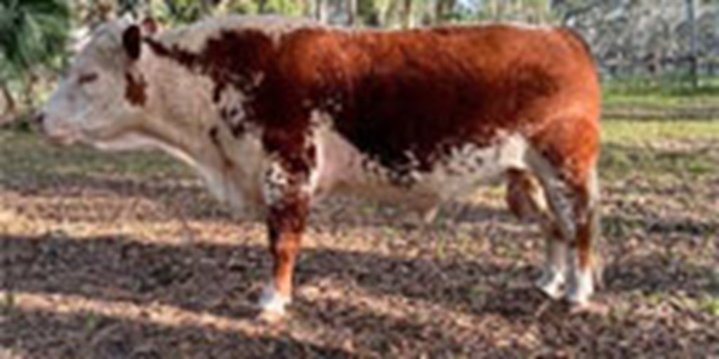 Listings Cattle Range