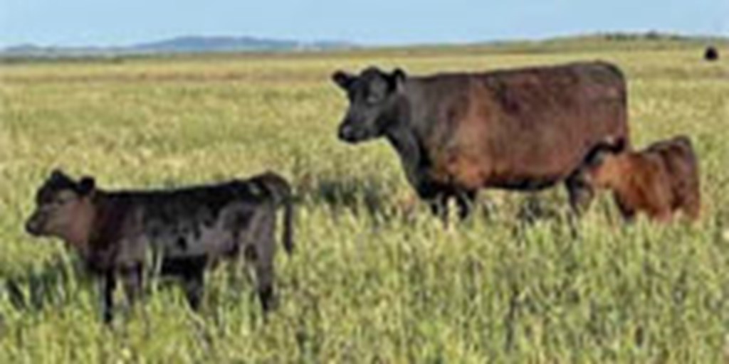 Listings Cattle Range