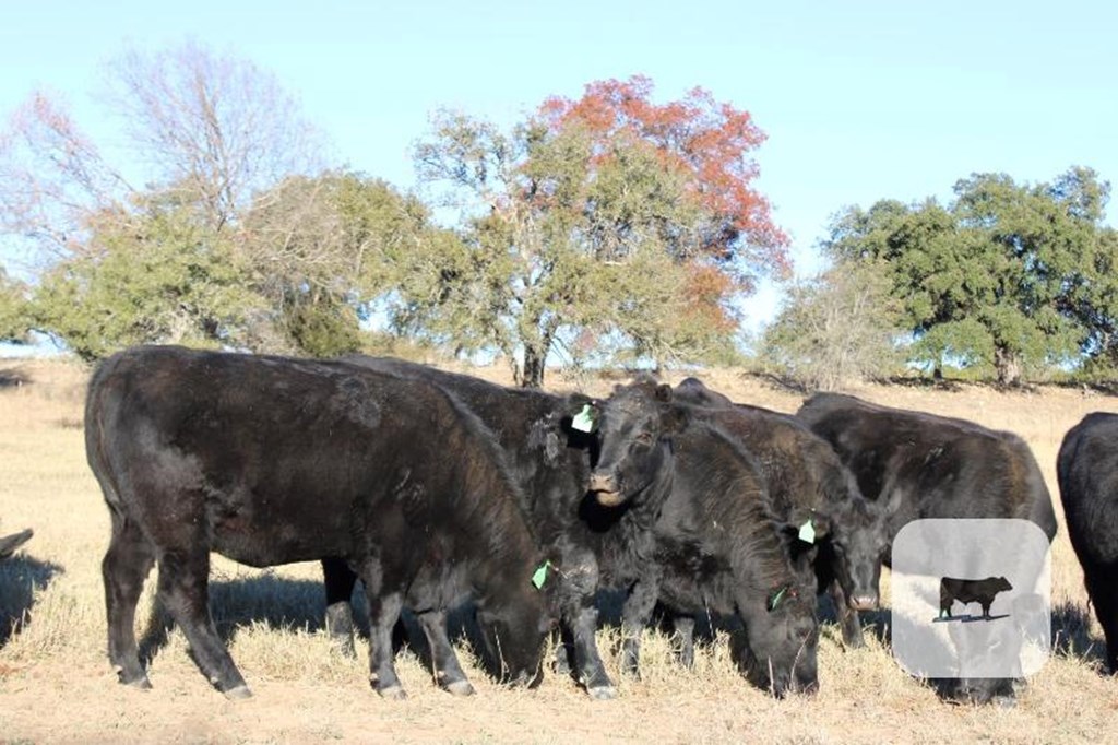 28 Angus Bred Heifers... Central TX Cattle Range