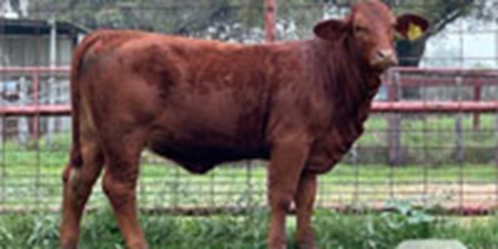 Listings Cattle Range