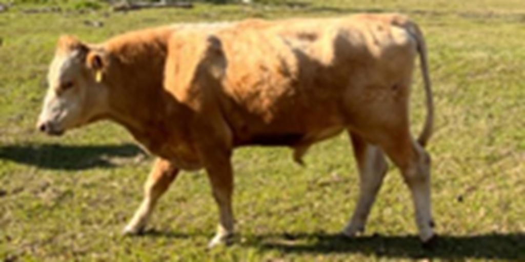 24 And Under Cattle Range