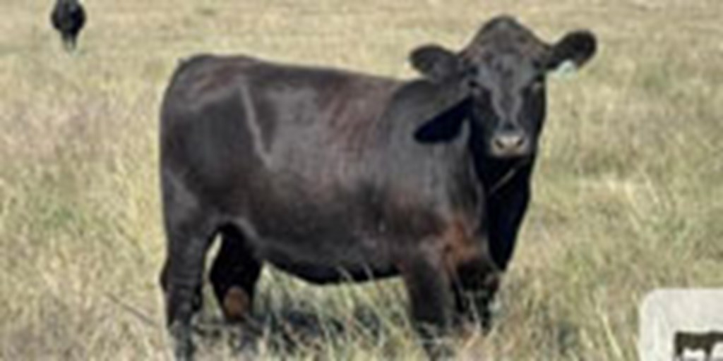 25 And Up Cattle Range