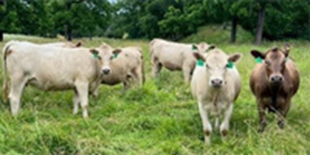 Listings Cattle Range