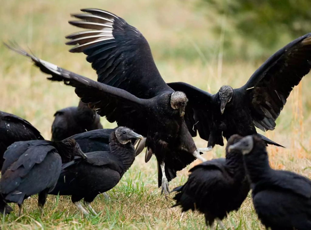 Black Vultures are killing Newborn Livestock in the Midwest and their ...