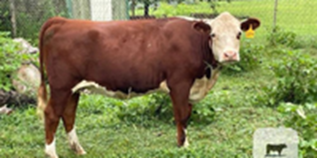 Listings Cattle Range