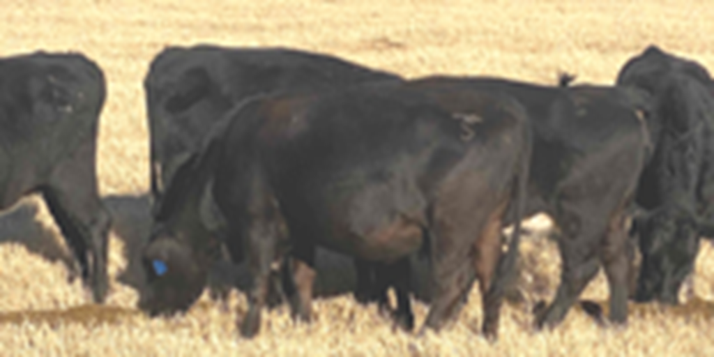 Listings Cattle Range