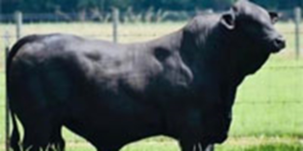 24 And Under Cattle Range