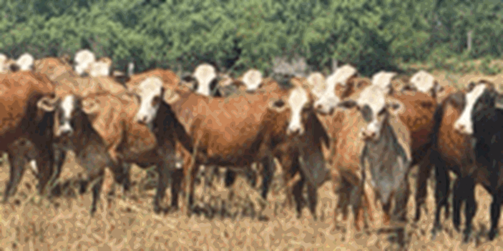 25 And Up Cattle Range