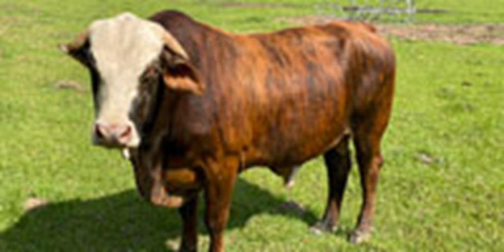 Listings Cattle Range