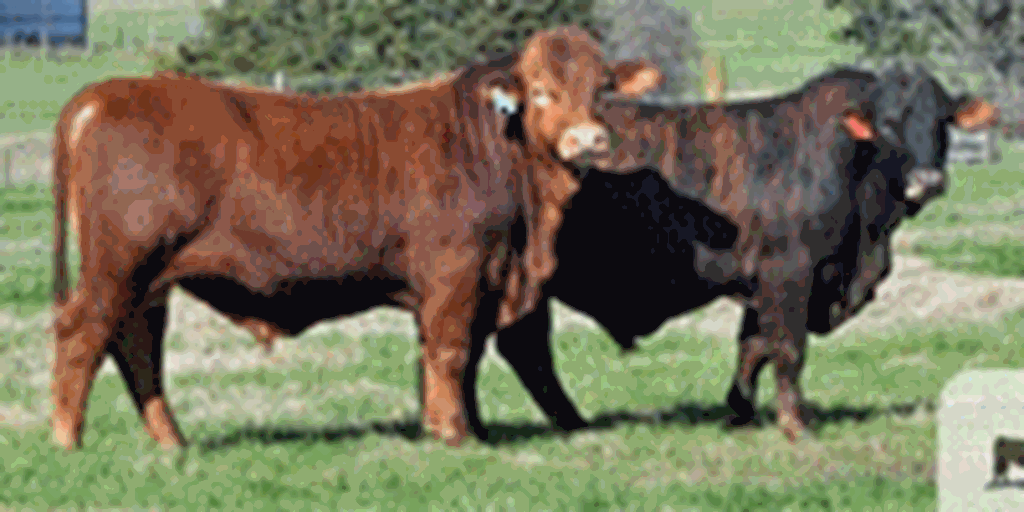 Listings Cattle Range
