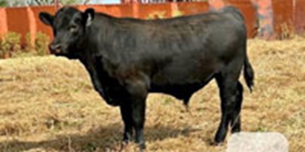 Listings Cattle Range