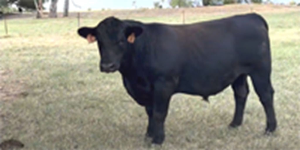 Listings Cattle Range