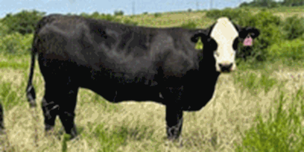 25 And Up Cattle Range