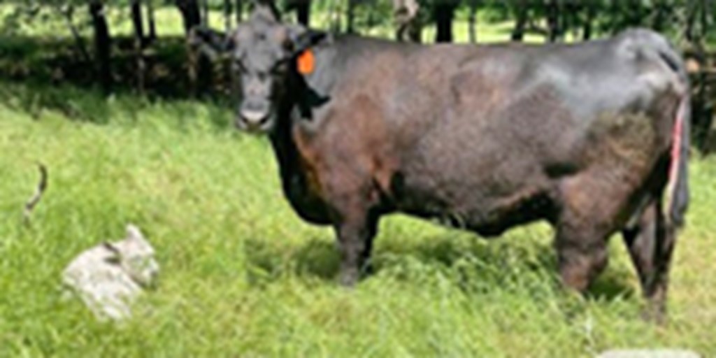 Listings Cattle Range