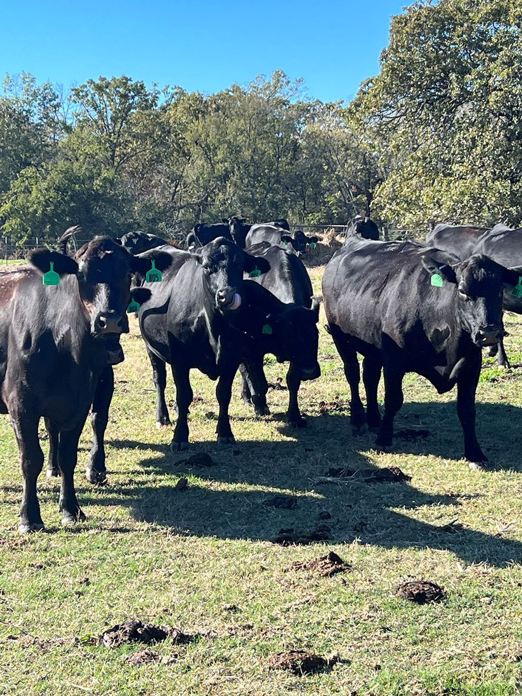 20 Angus & Angus Cross Cows... Northeast TX Cattle Range