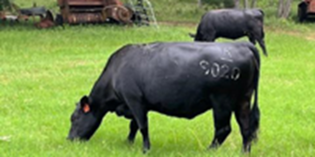 Listings Cattle Range