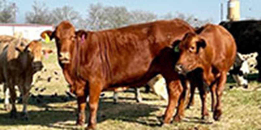 Charolais Red Angus Crossbred Cattle Other Breeders Crossbred Mini's