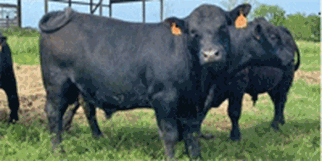 Listings Cattle Range