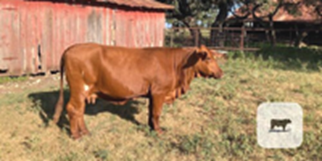 Listings Cattle Range