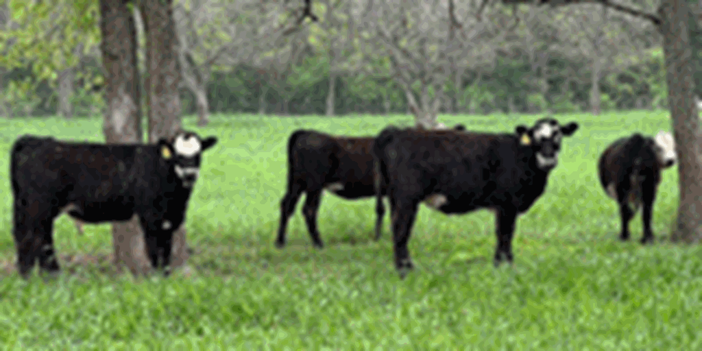 Listings Cattle Range