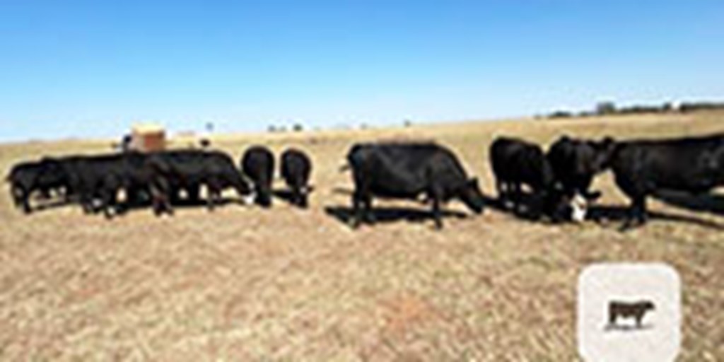 Listings Cattle Range
