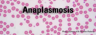 Anaplasmosis: People, Ticks, and Certain Flies Cattle Range