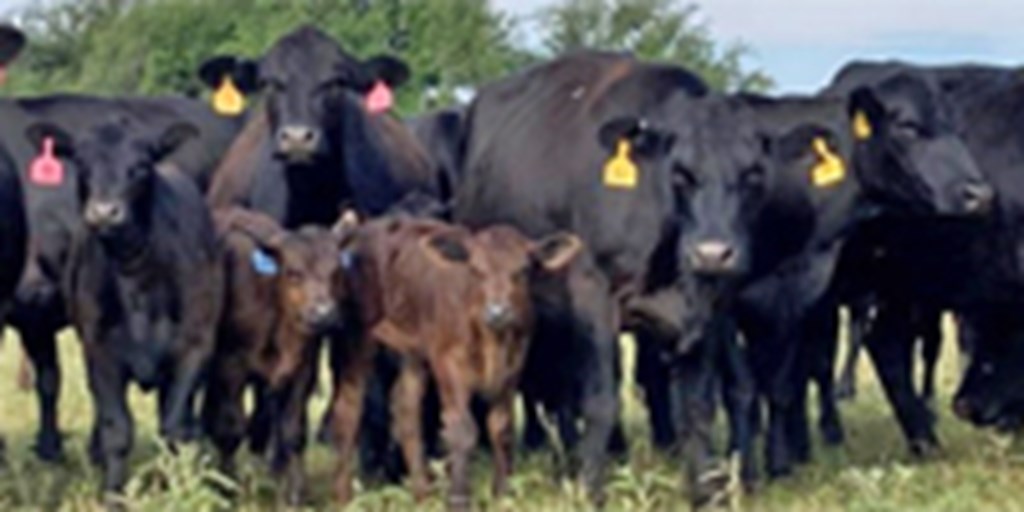 Listings Cattle Range