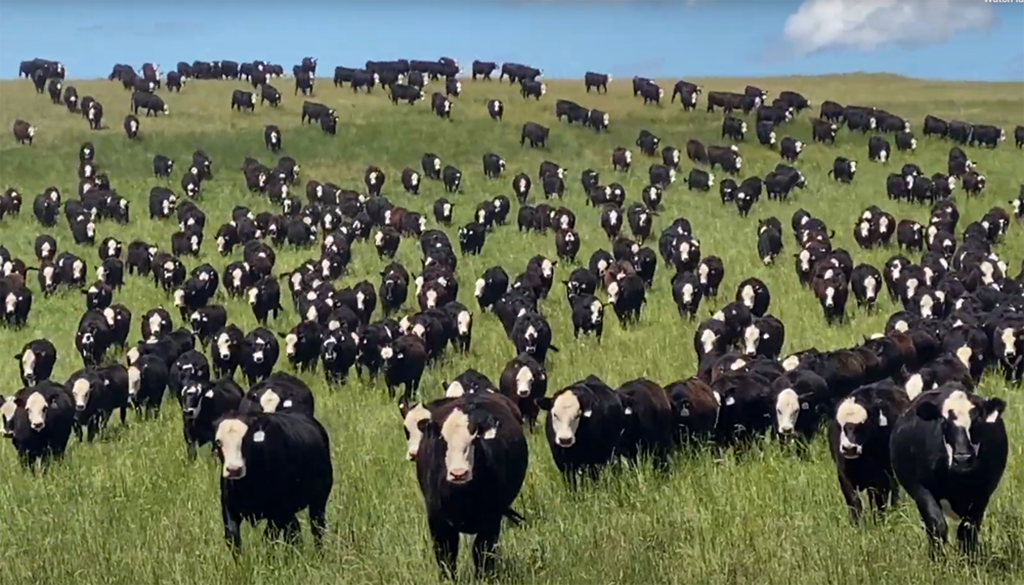 September 2024: USDA Beef & Cattle Outlook Cattle Range